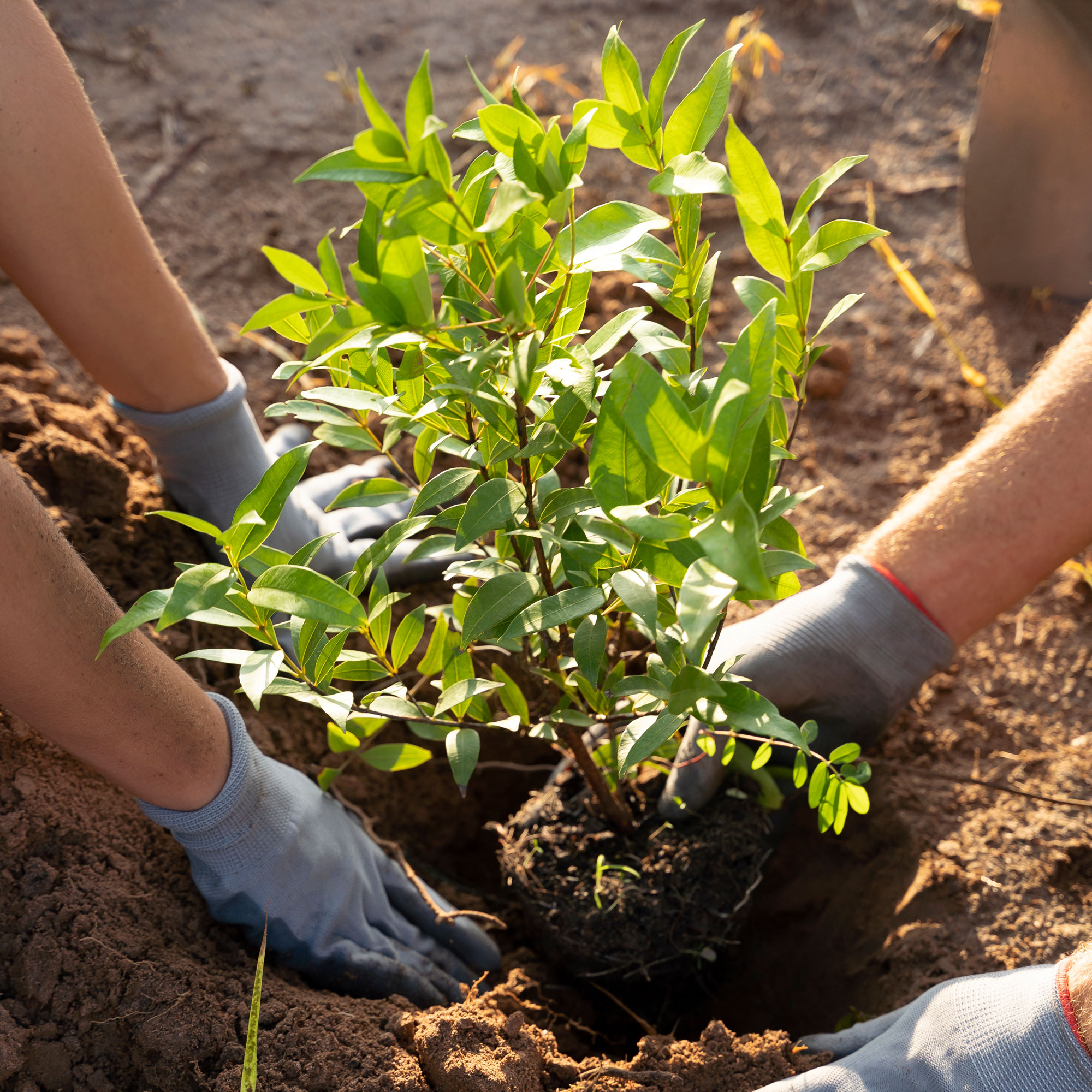 Tree Planting - Cutrite Tree Services